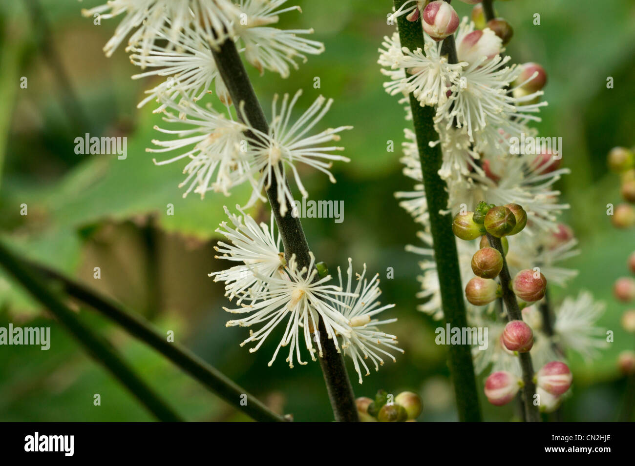 Cimicifuga ramosa blooming Stock Photo - Alamy