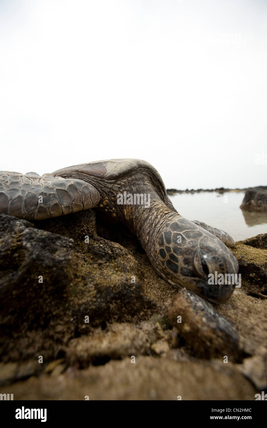 Sea turtle on rocks Stock Photo - Alamy