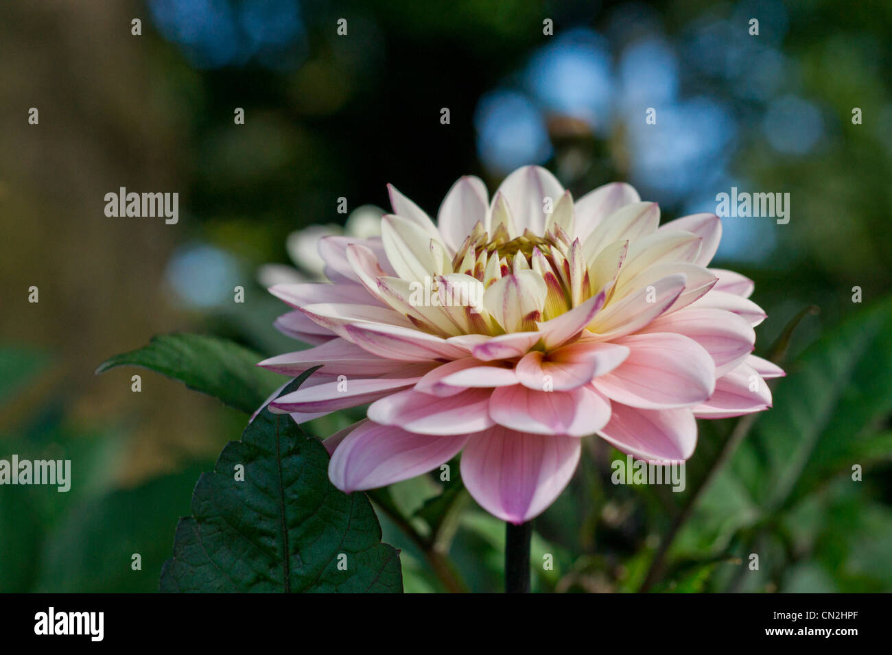Light Pink Dahlia and leaf Stock Photo - Alamy