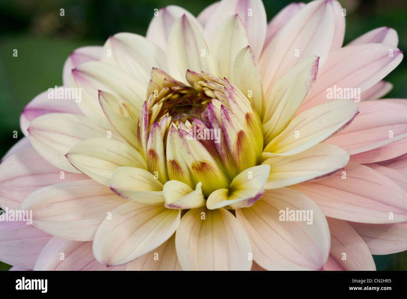 Close up of a Light Pink dahlia in summer Stock Photo - Alamy