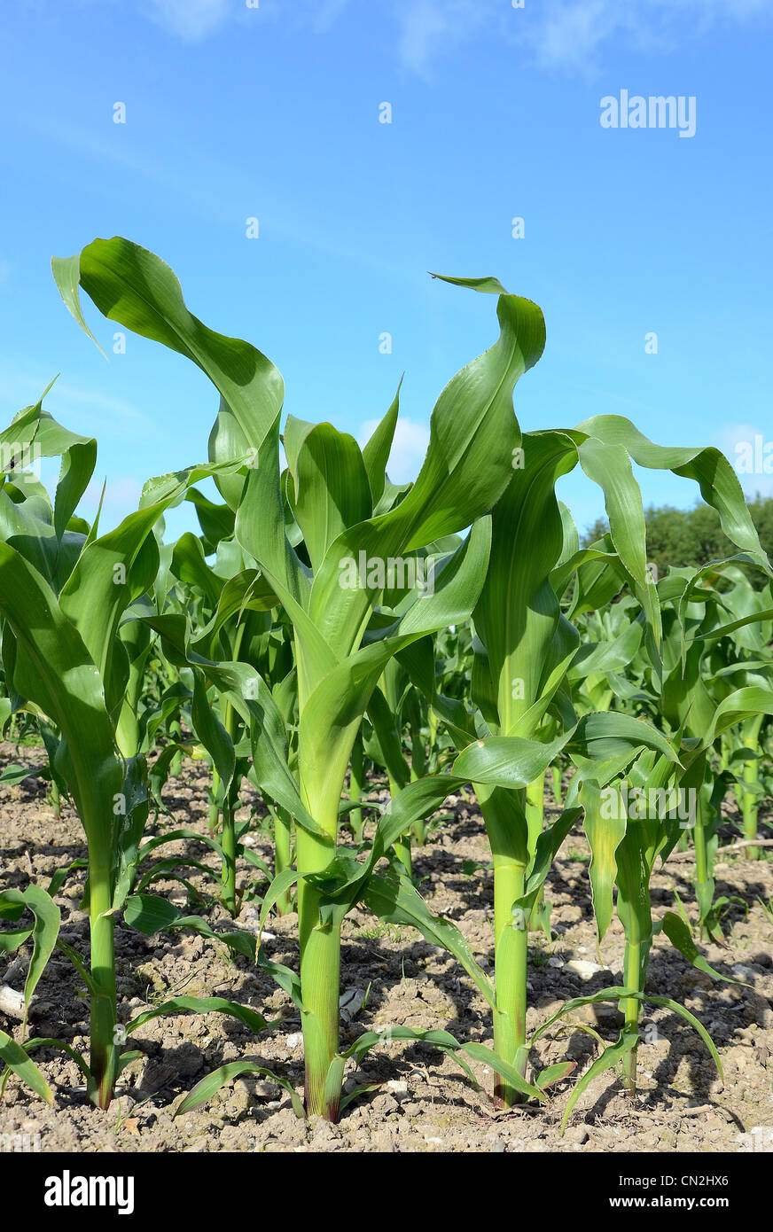 Maize Crop Stock Photos & Maize Crop Stock Images - Alamy