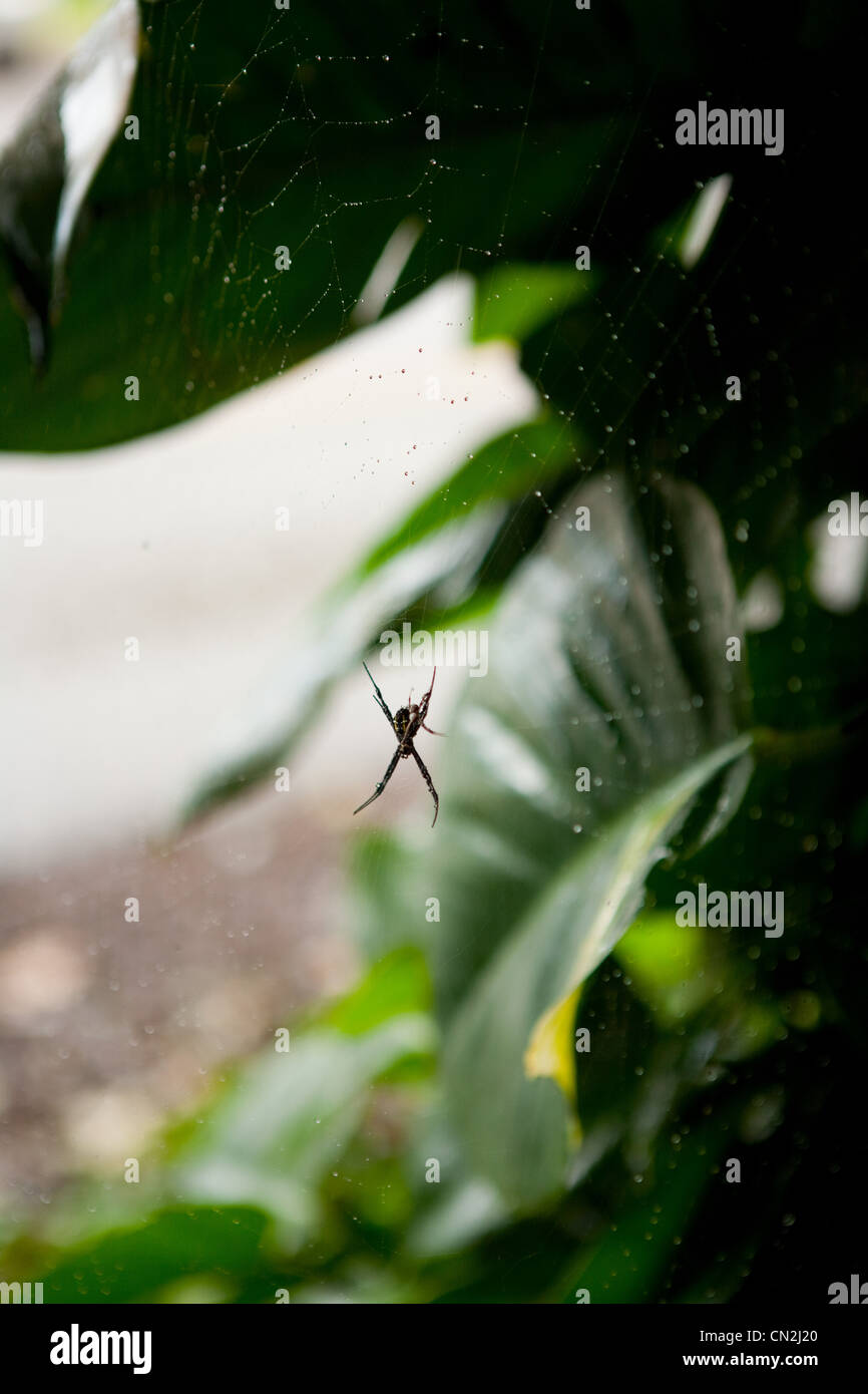 Spider in web, close up Stock Photo - Alamy