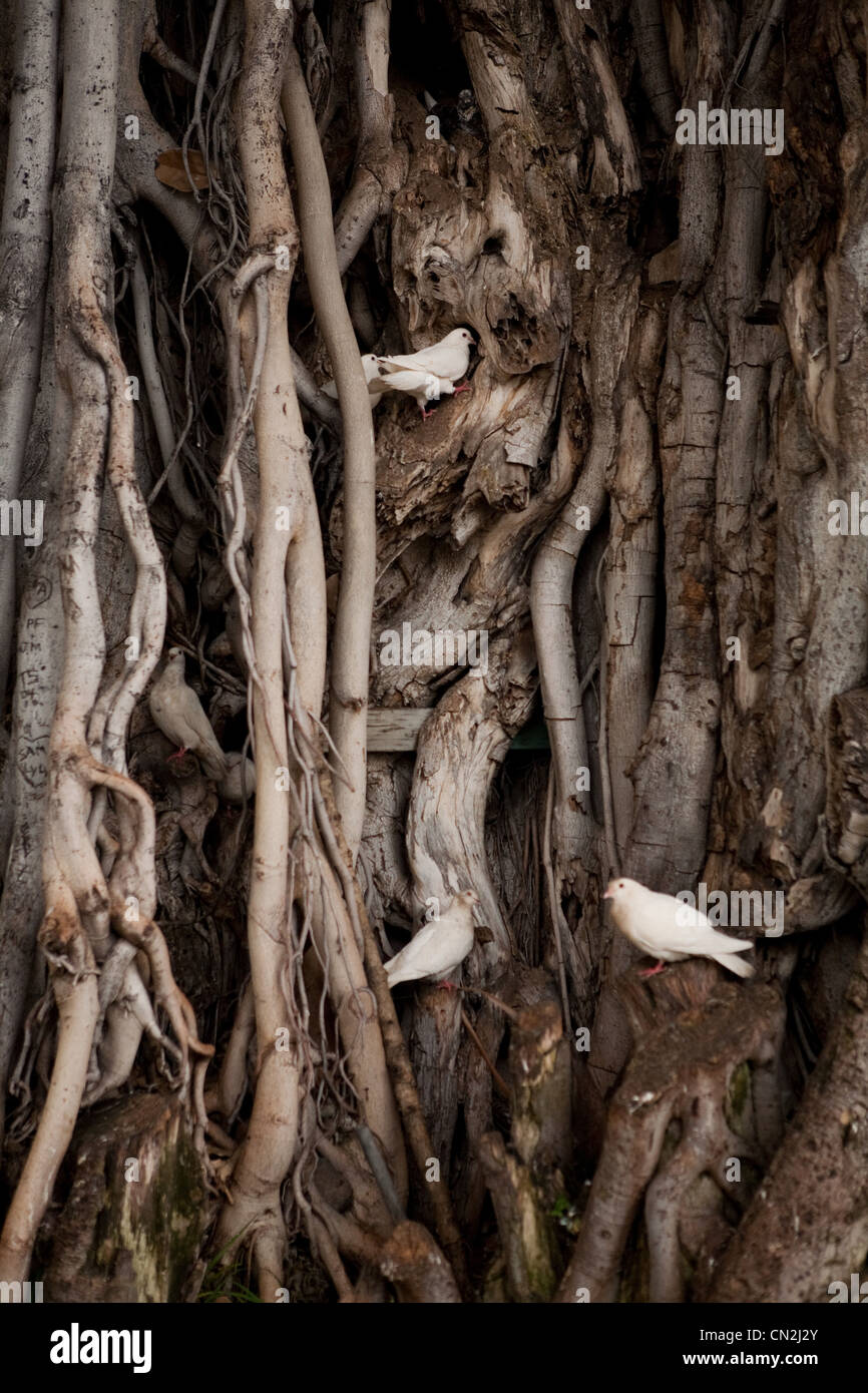 White birds in tree roots Stock Photo - Alamy