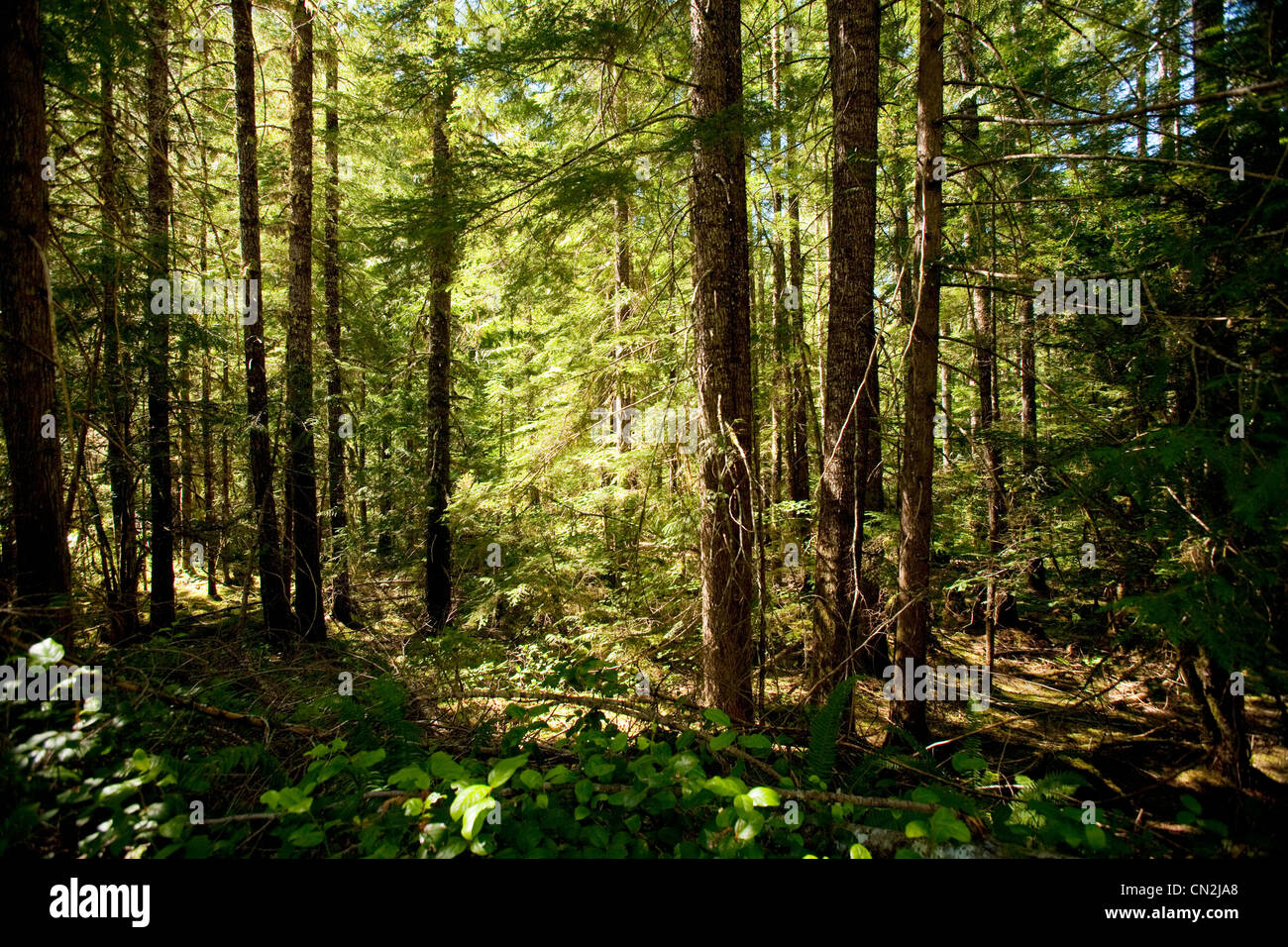 Forest in sunlight Stock Photo - Alamy