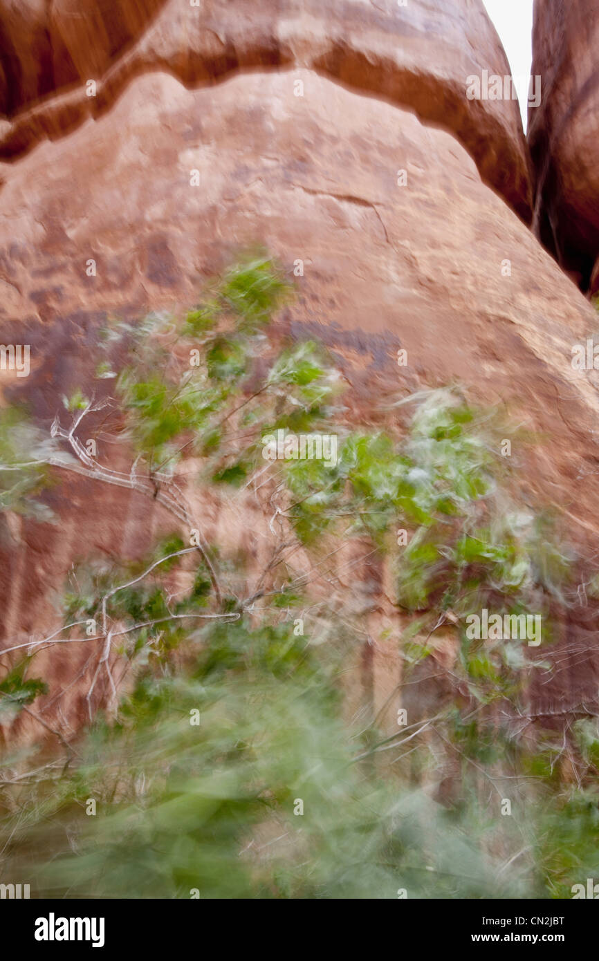 Wind Blowing Tree Leaves Against Red Rocks, Abstract, Arches National ...