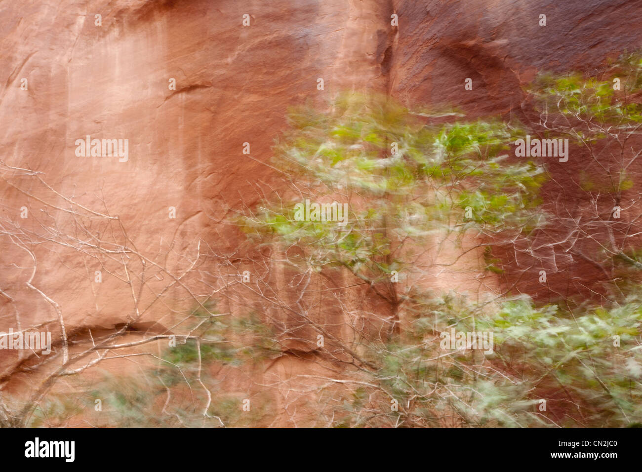 Wind Blowing Tree Leaves Against Red Rocks, Abstract, Arches National ...