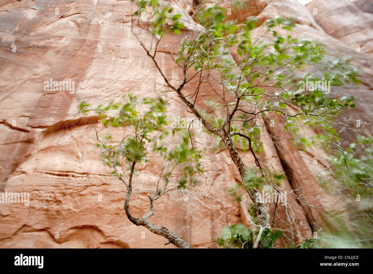 Wind Blowing Tree Leaves Against Red Rocks, Abstract, Arches National ...