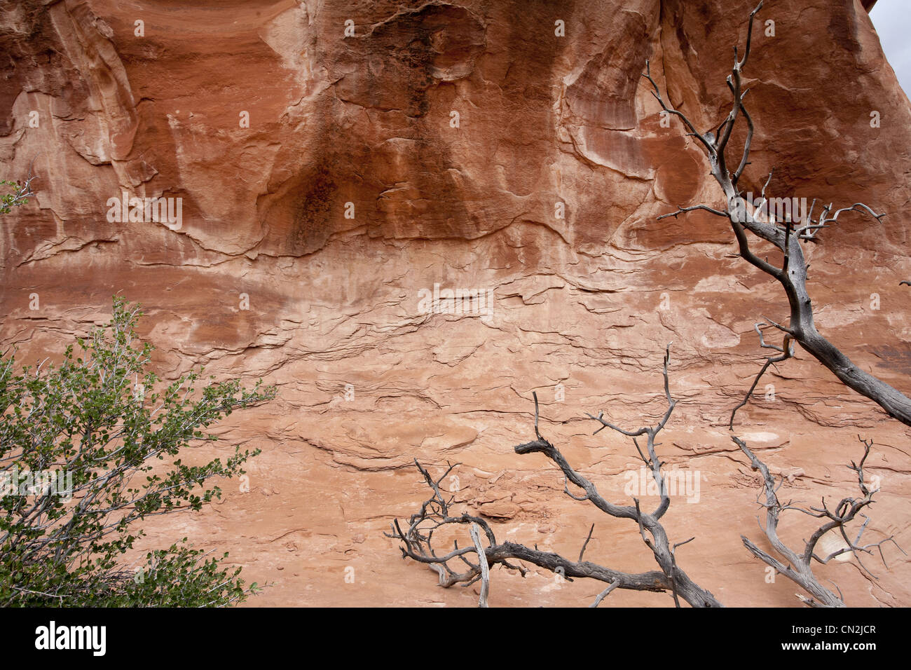 Dead Tree Branches Against Red Rocks, Arches National Park, Moab, Utah ...