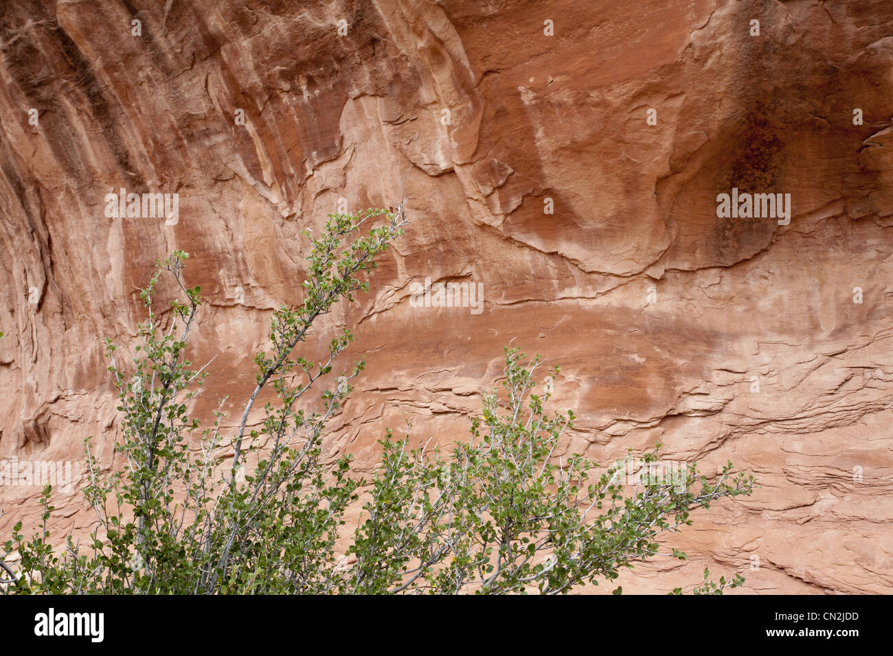 Tree With Green Leaves Against Red Rocks, Arches National Park, Moab ...