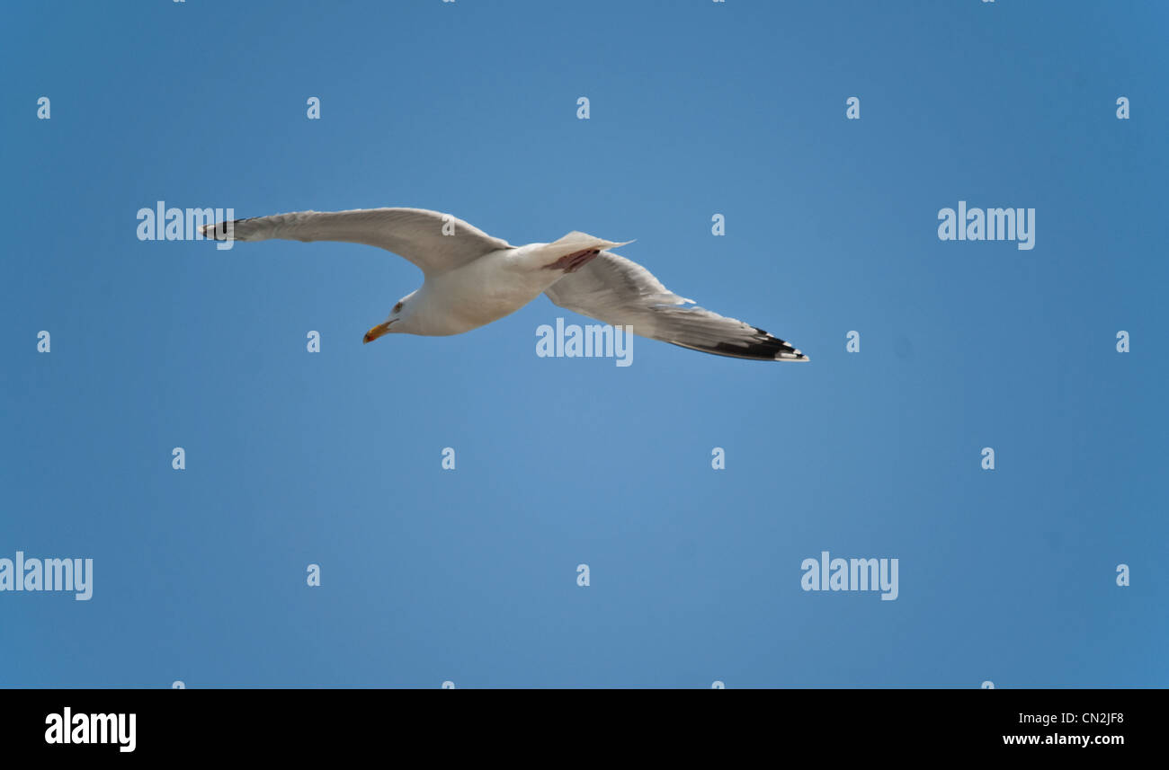 A Seagull in flight Stock Photo - Alamy