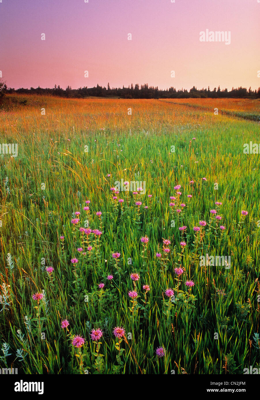 Horsemint hi-res stock photography and images - Alamy