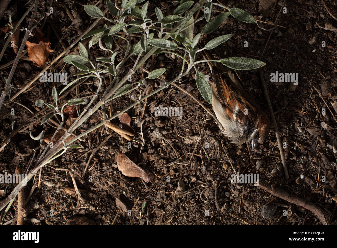 Dead bird in garden Stock Photo - Alamy