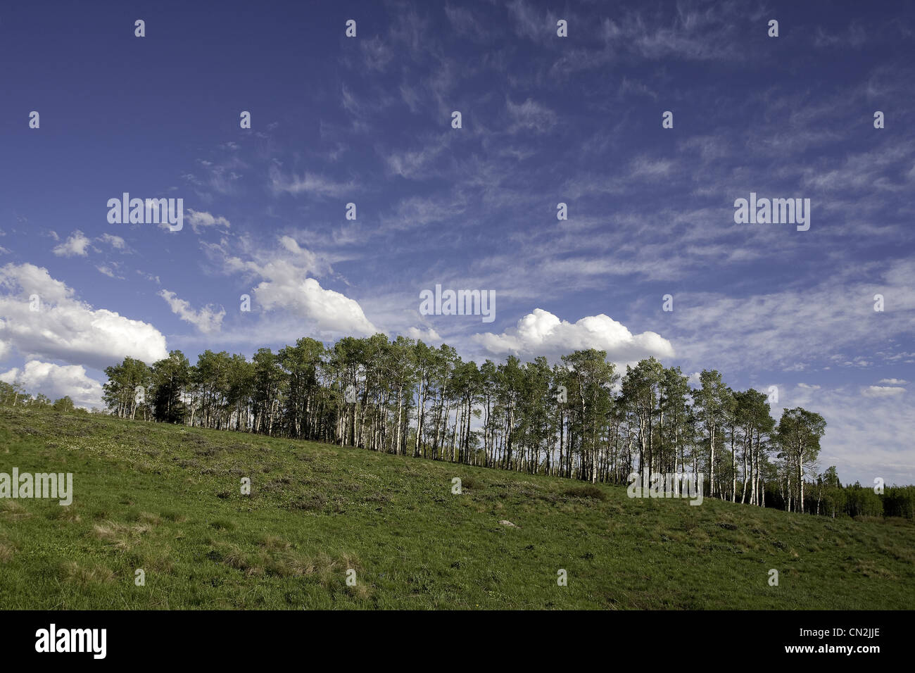 Oak and aspen trees hi-res stock photography and images - Alamy