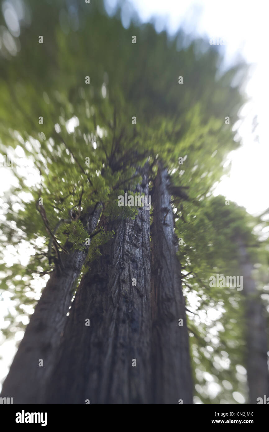 Redwood tree people hi-res stock photography and images - Alamy