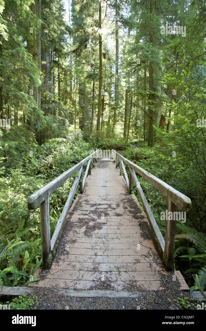 Wood Bridge in Redwood Forest, Redwood National Park, California, USA ...