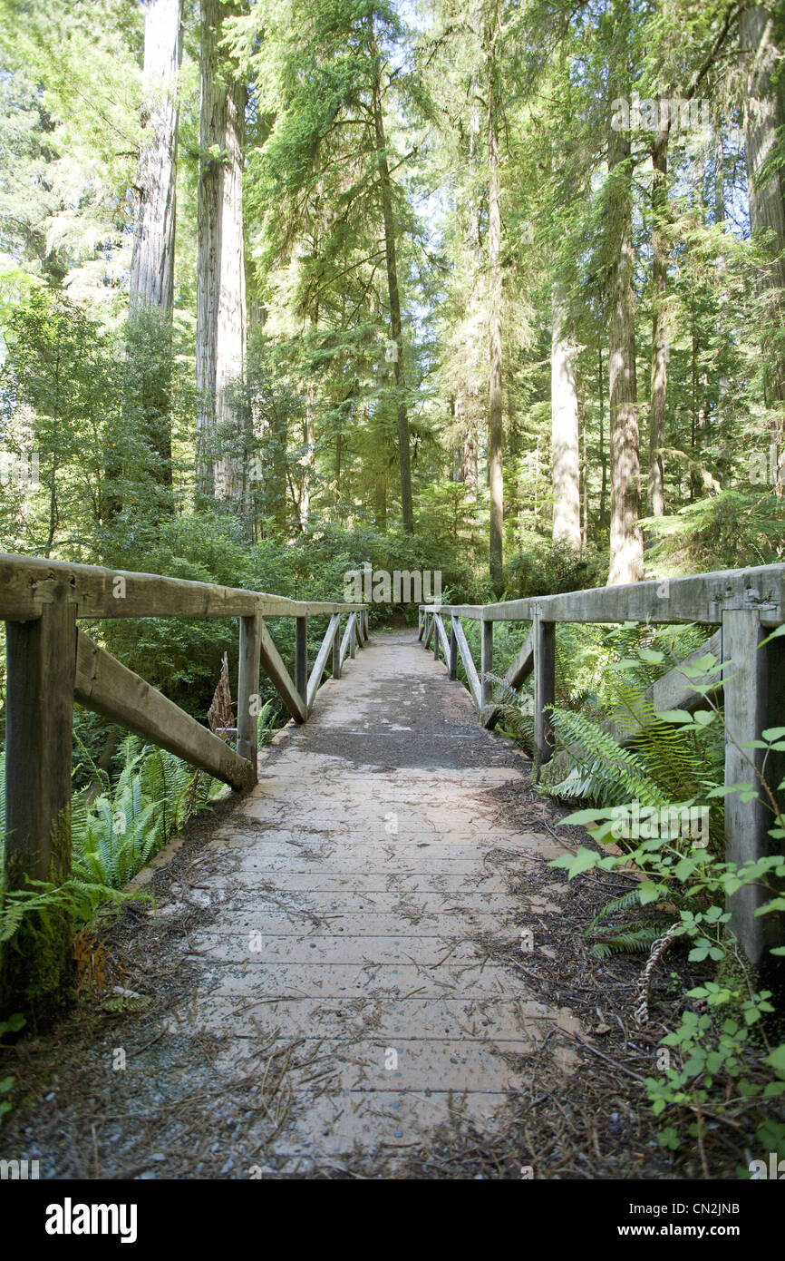 Wood Bridge in Redwood Forest, Redwood National Park, California, USA ...