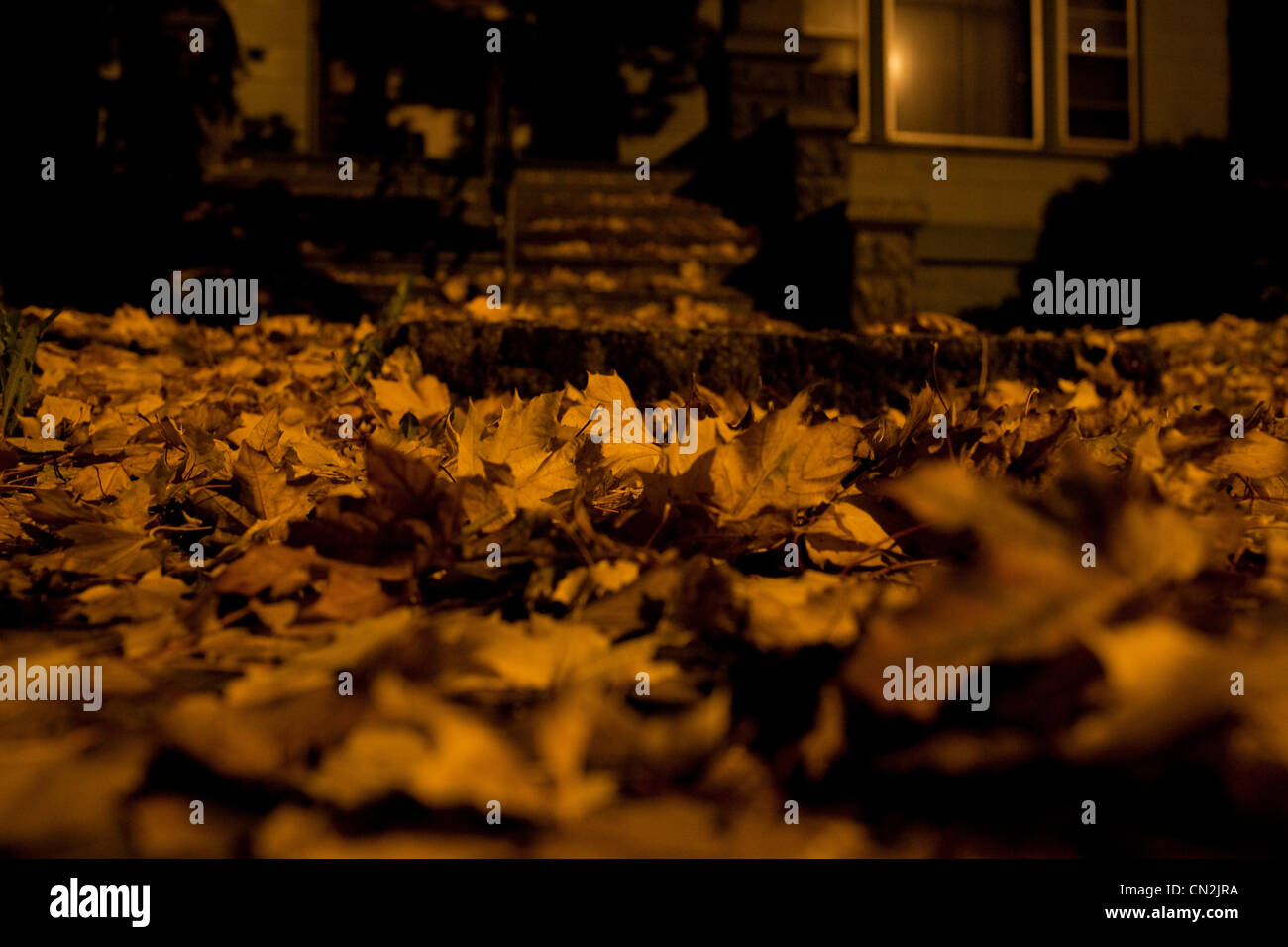 Autumn leaves on floor at night Stock Photo - Alamy