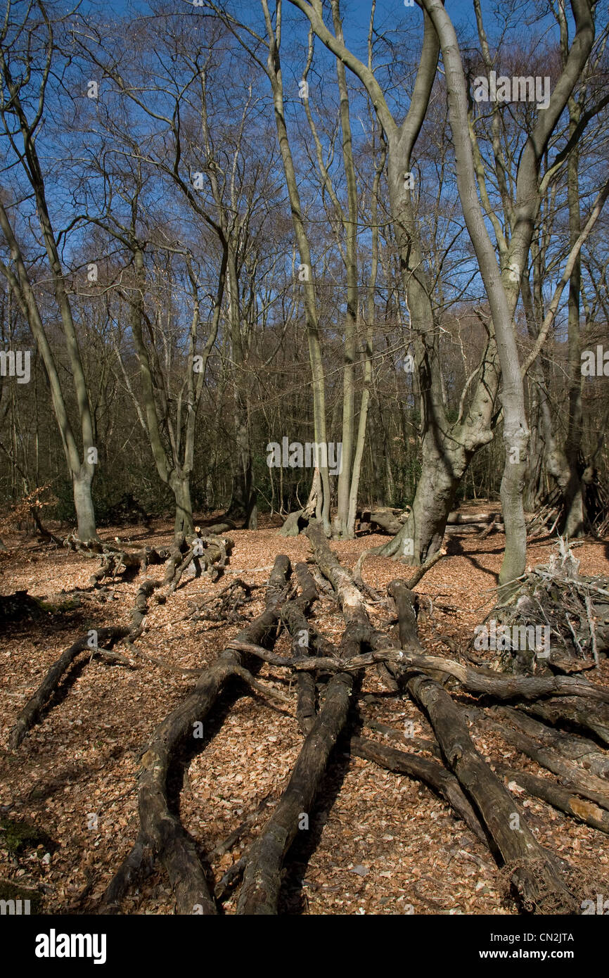 Epping Forest ancient trees royal woodland Stock Photo - Alamy
