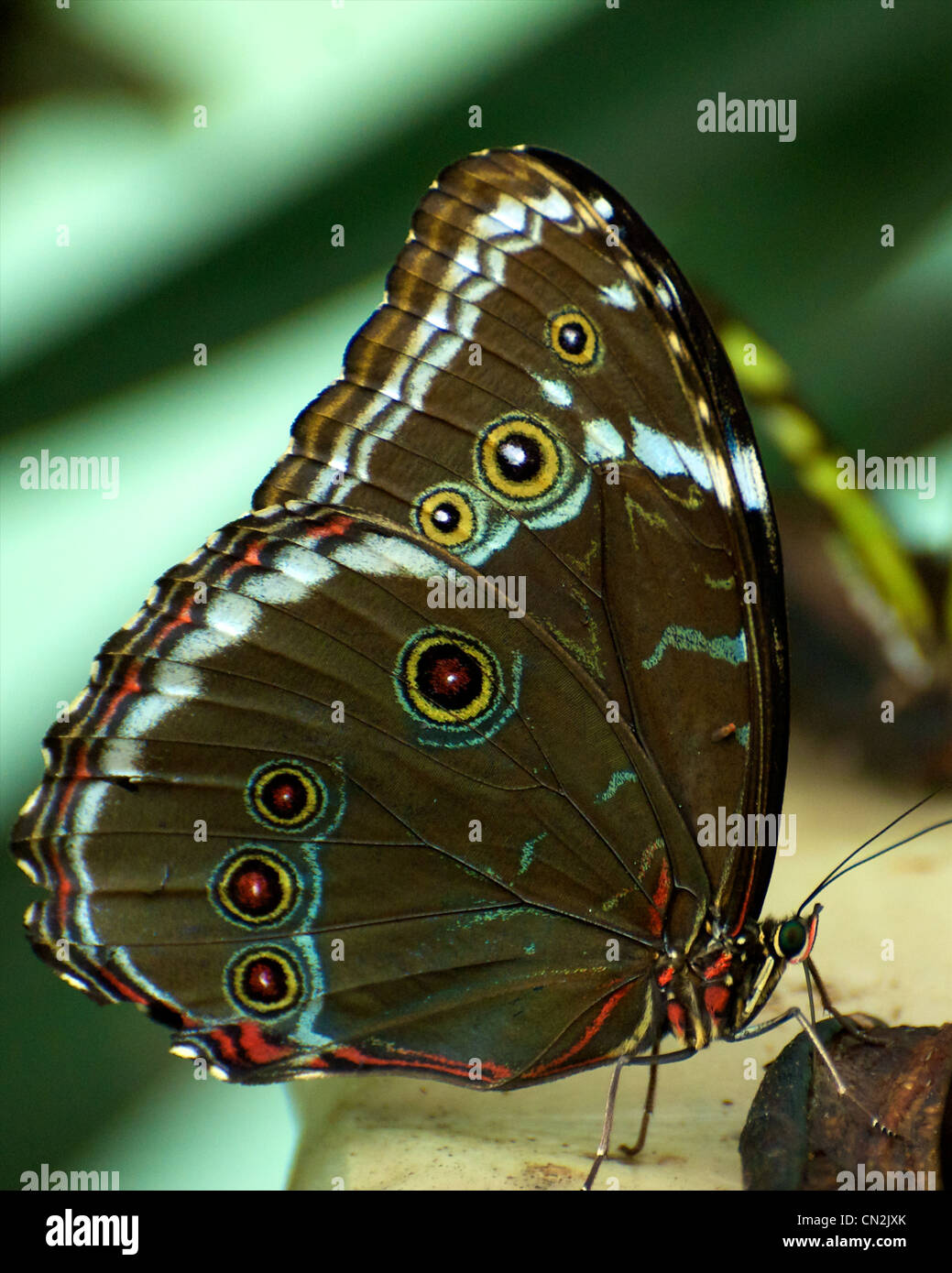 Amazon ecuador wildlife hi-res stock photography and images - Alamy