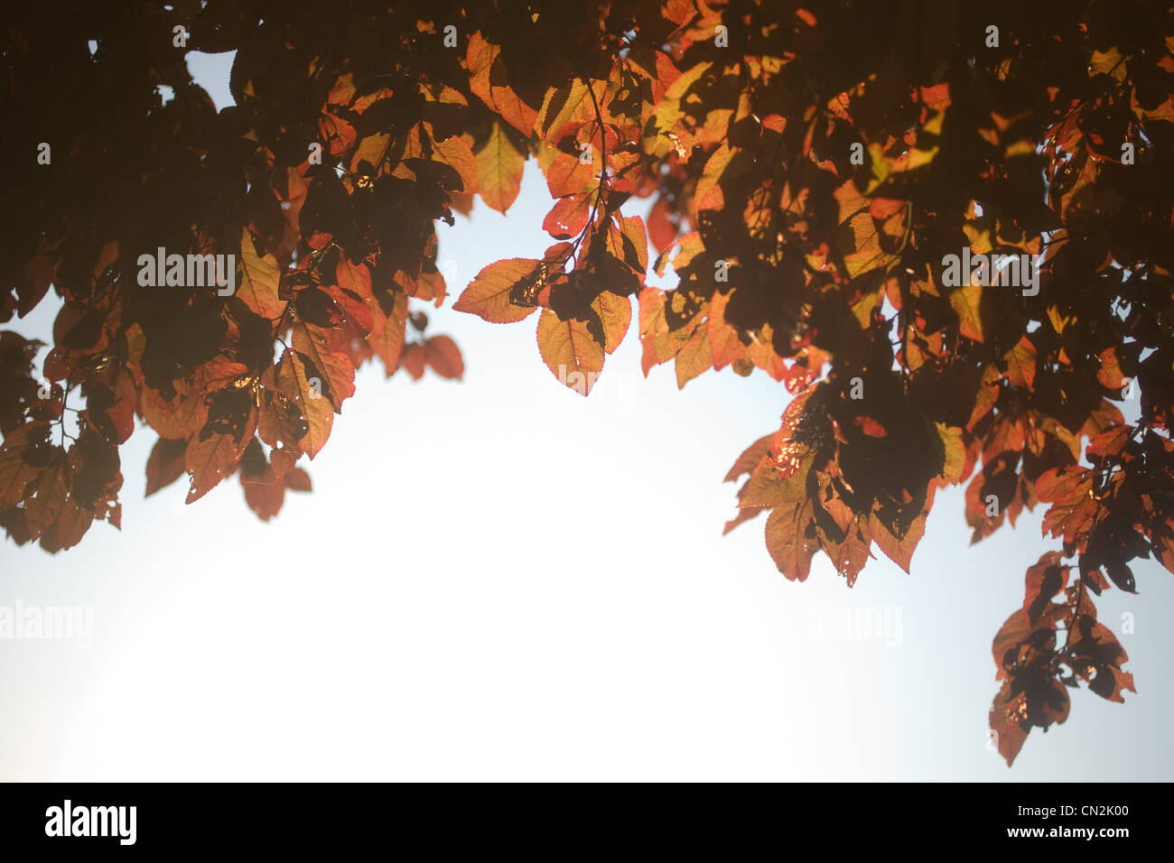 Tree low angle hi-res stock photography and images - Alamy