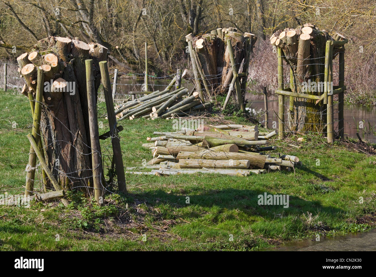 Pollard willow tree hi-res stock photography and images - Alamy