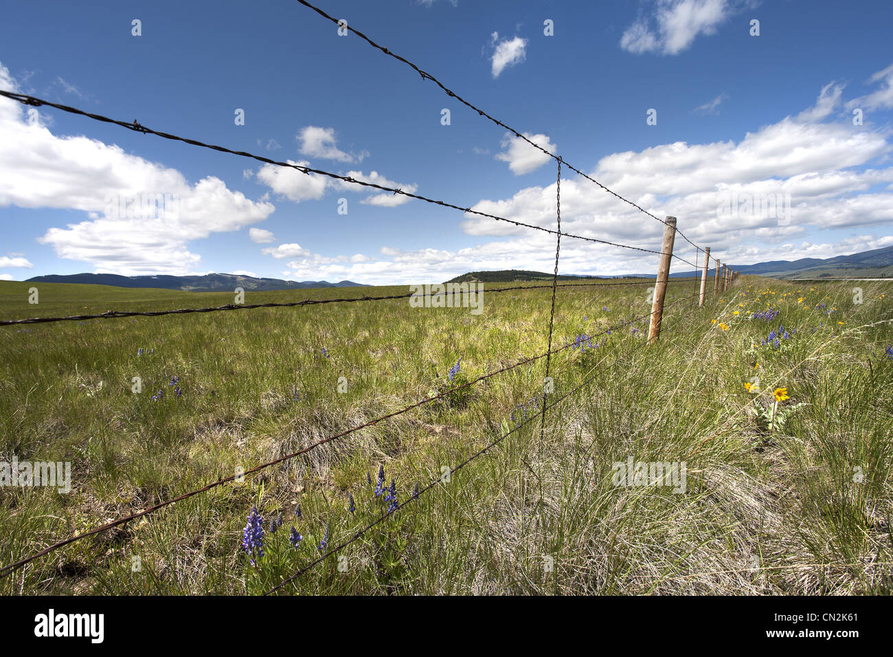 Barbed Wire Fence in Field, Montana, USA Stock Photo - Alamy