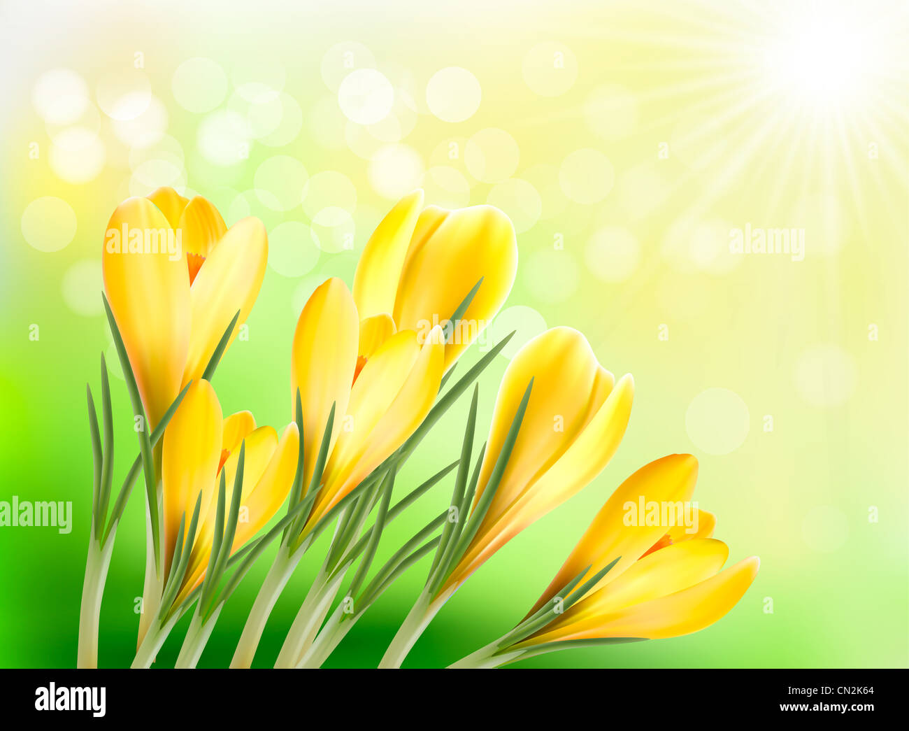 spring background with yellow crocus illustration Stock Photo - Alamy