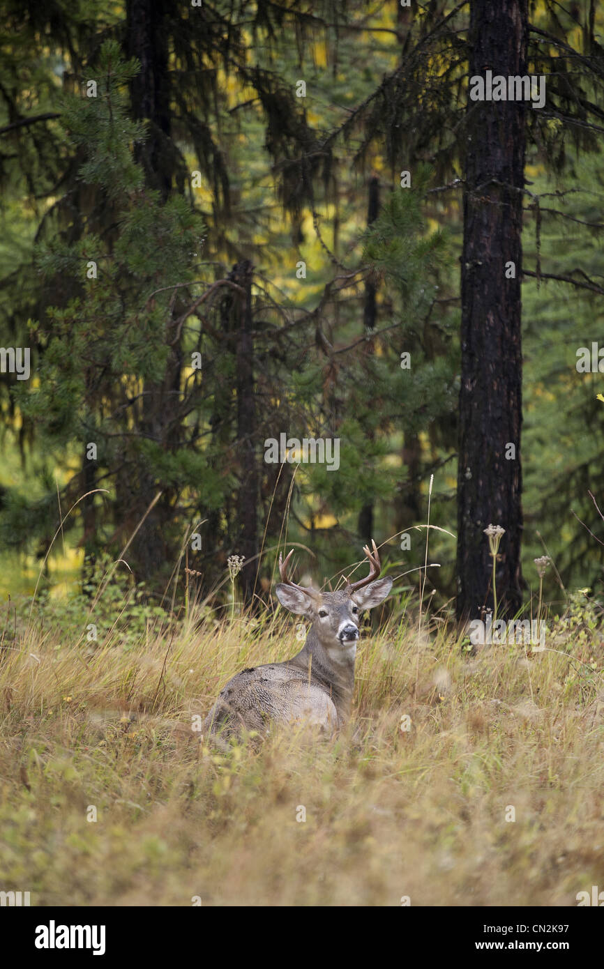 Deer laying hi-res stock photography and images - Alamy