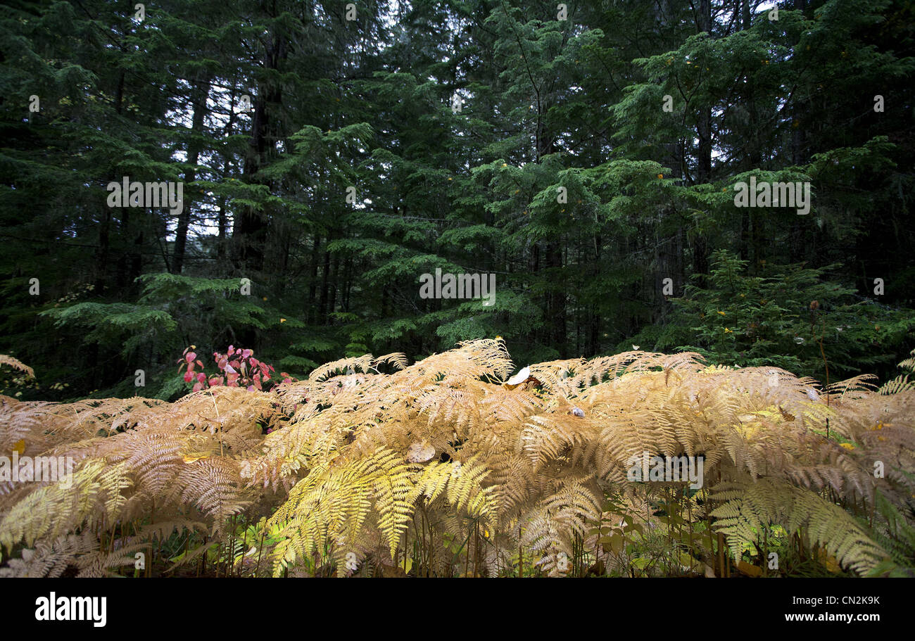 Golden Ferns in Forest, Montana, USA Stock Photo - Alamy