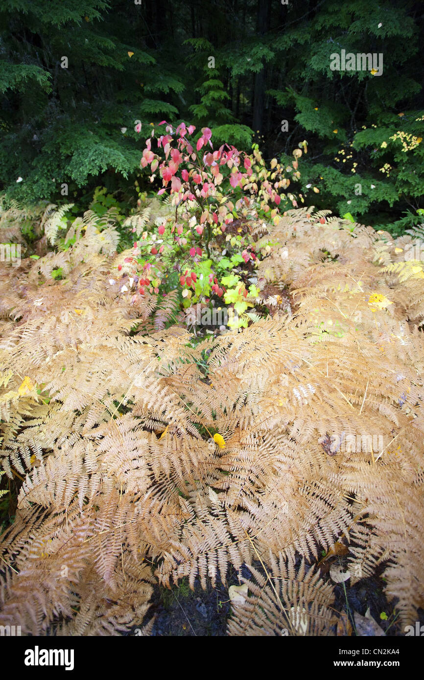 Golden ferns hi-res stock photography and images - Alamy