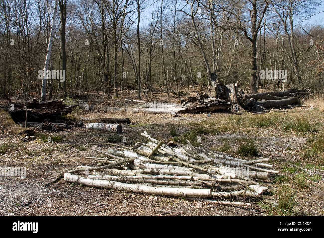 Epping Forest ancient trees royal woodland Stock Photo - Alamy
