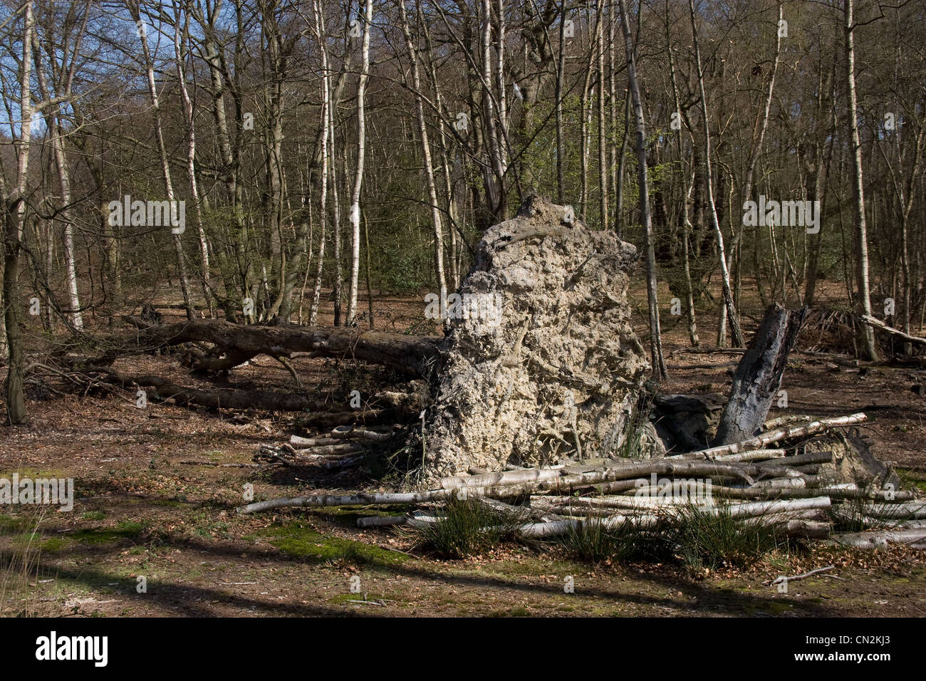 Epping Forest ancient trees royal woodland Stock Photo - Alamy
