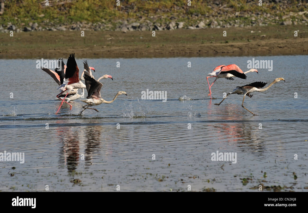 flamingo in flight Stock Photo - Alamy