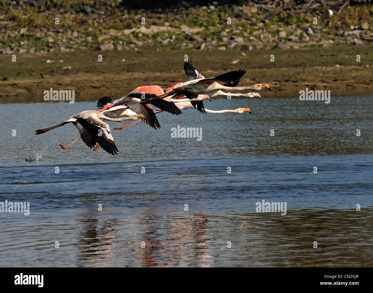 flamingo in flight Stock Photo - Alamy