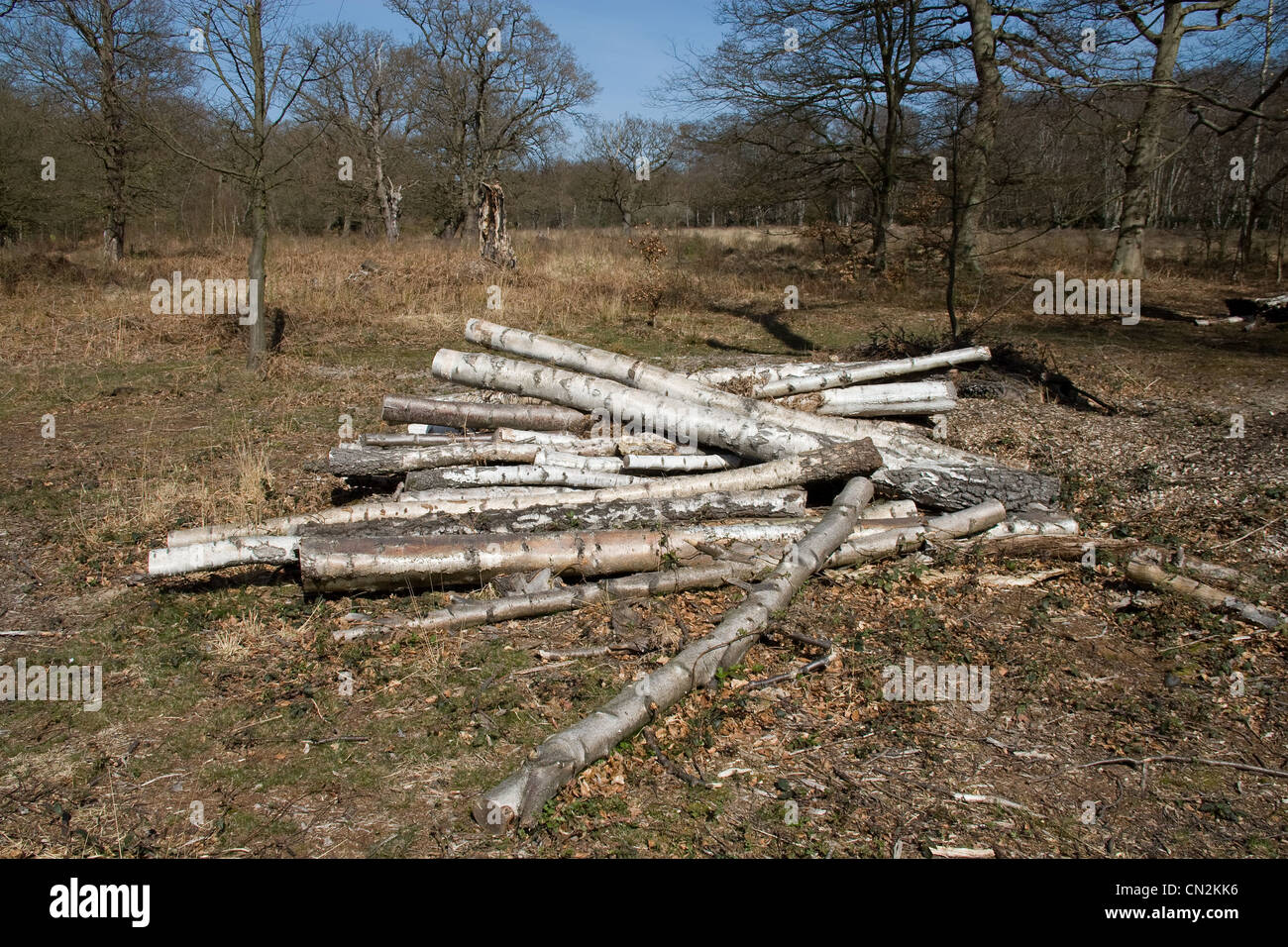 Epping Forest ancient trees royal woodland Stock Photo - Alamy