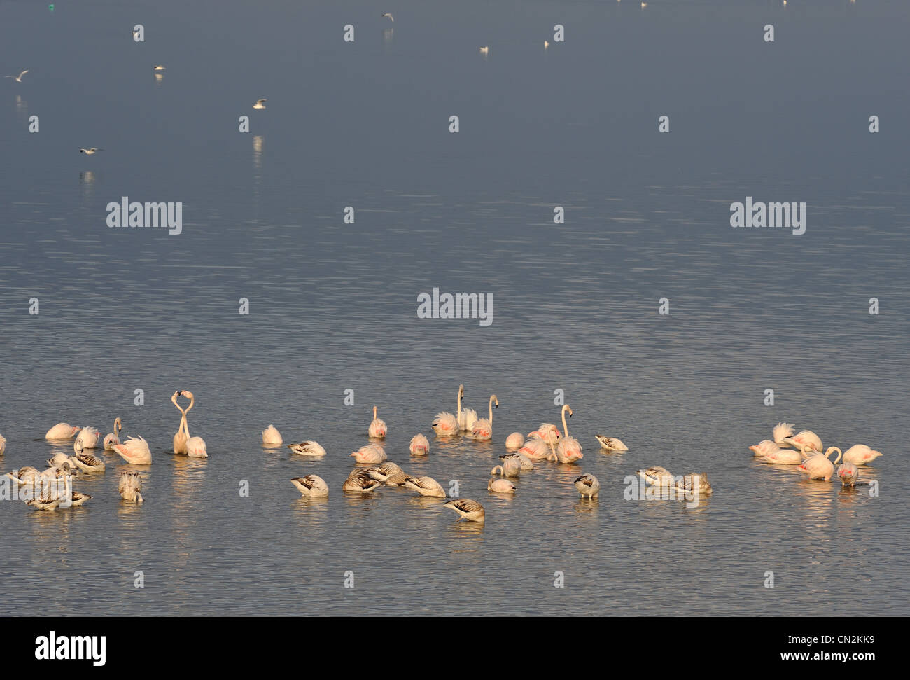 flamingo in lake Stock Photo - Alamy