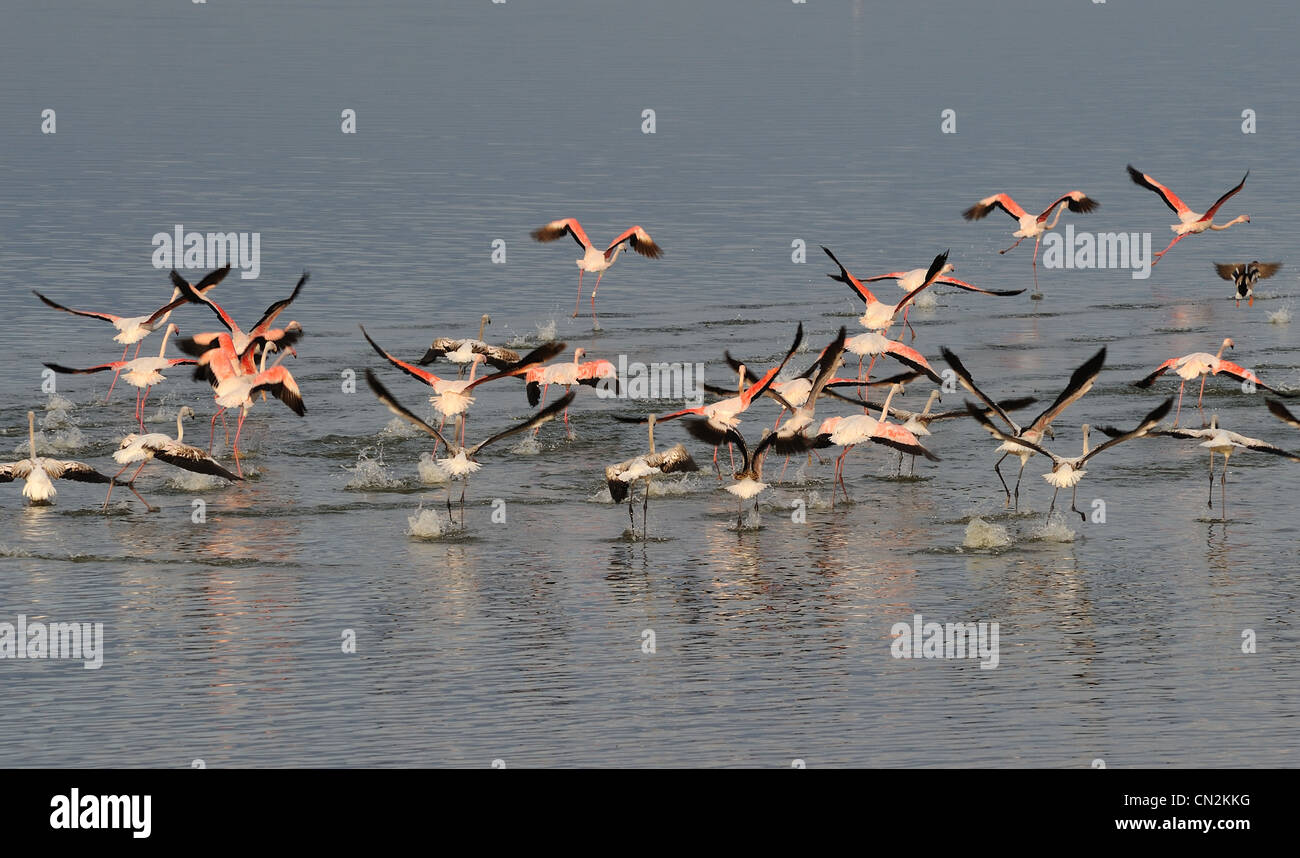 Flamingo in flight hi-res stock photography and images - Alamy