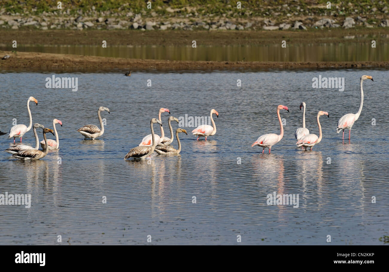 flamingo in lake Stock Photo - Alamy