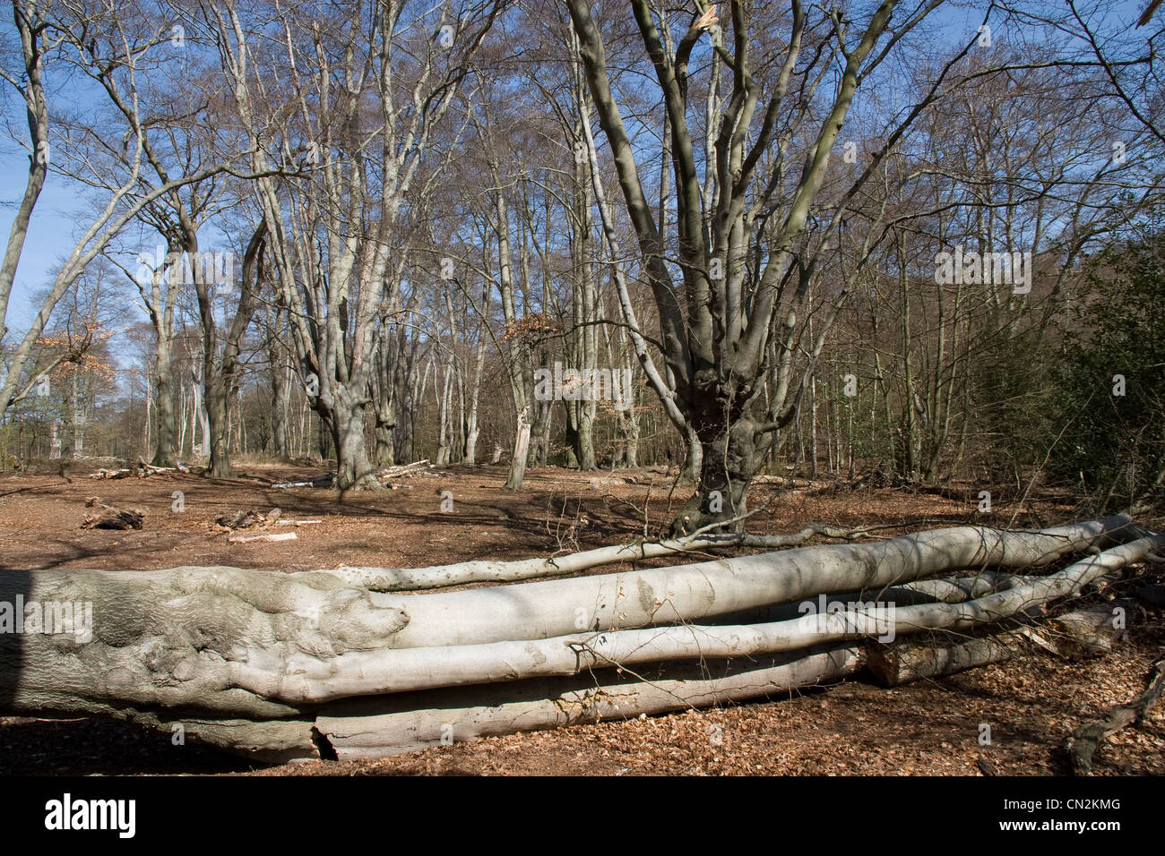 Epping Forest ancient trees royal woodland Stock Photo - Alamy