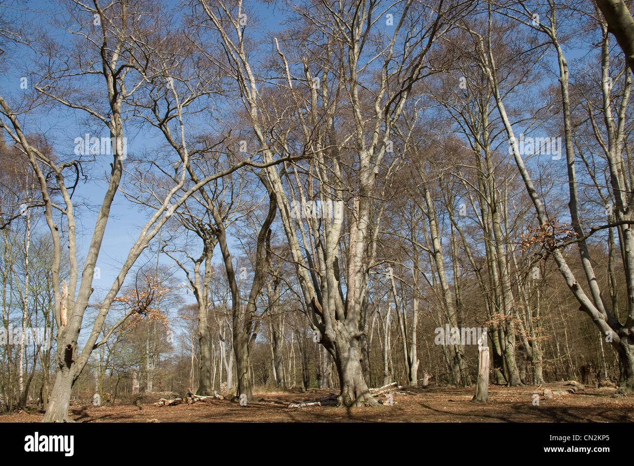 Epping Forest ancient trees royal woodland Stock Photo - Alamy