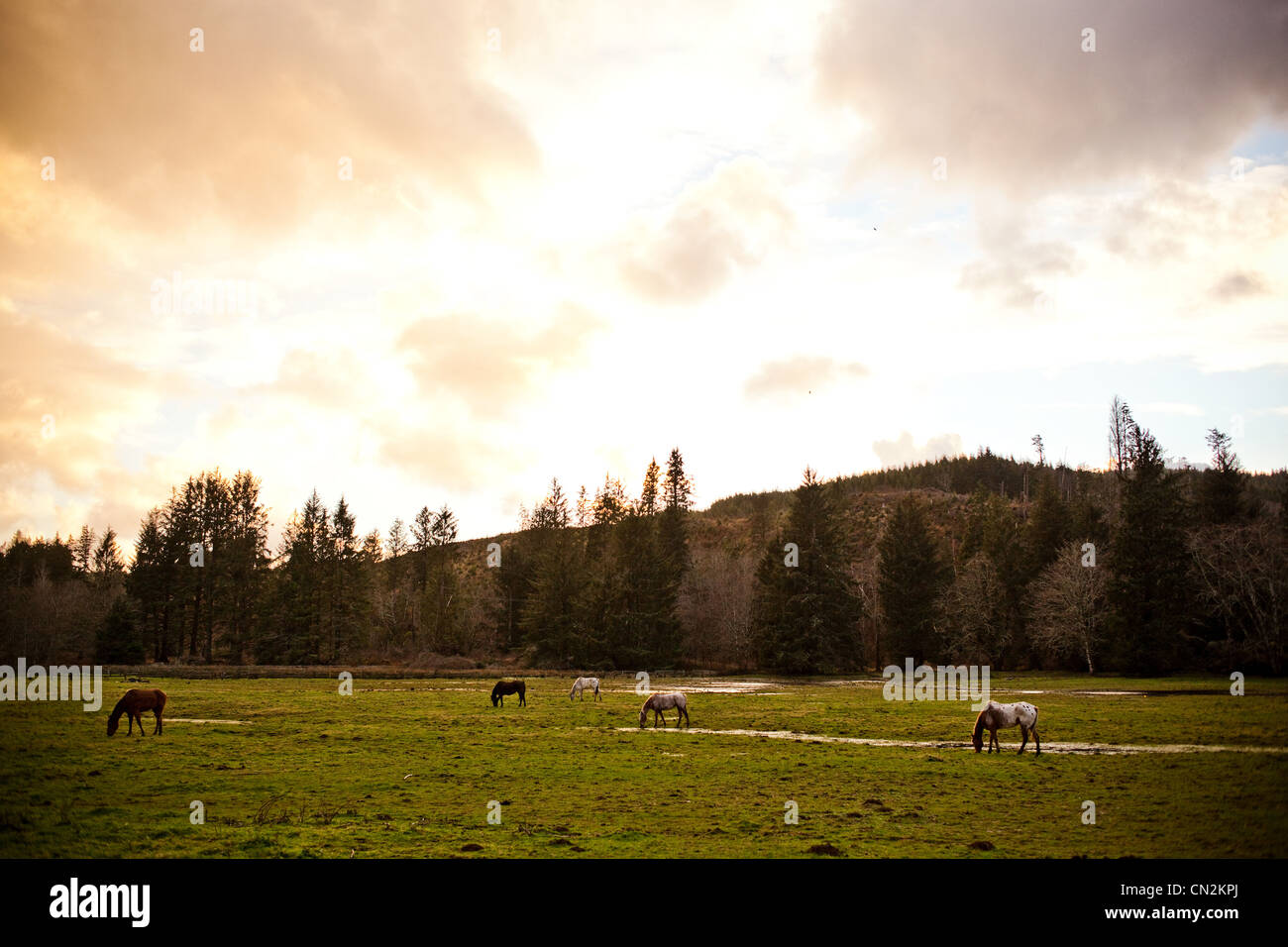 Horses grazing in farm field hi-res stock photography and images - Alamy