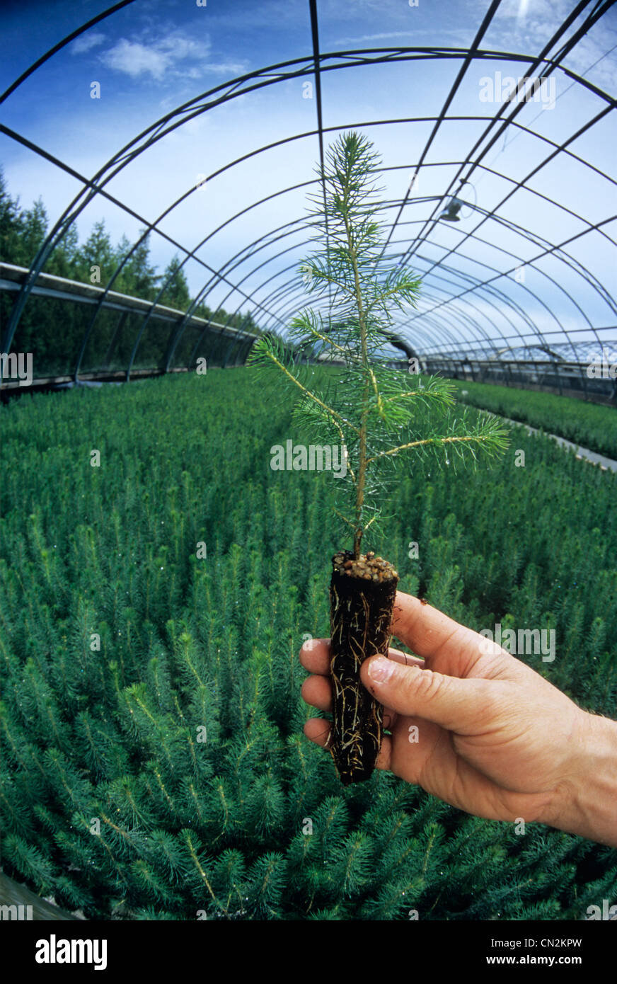 Hand Holding an Early Growth Spruce Tree in Nursery, Hadashville ...