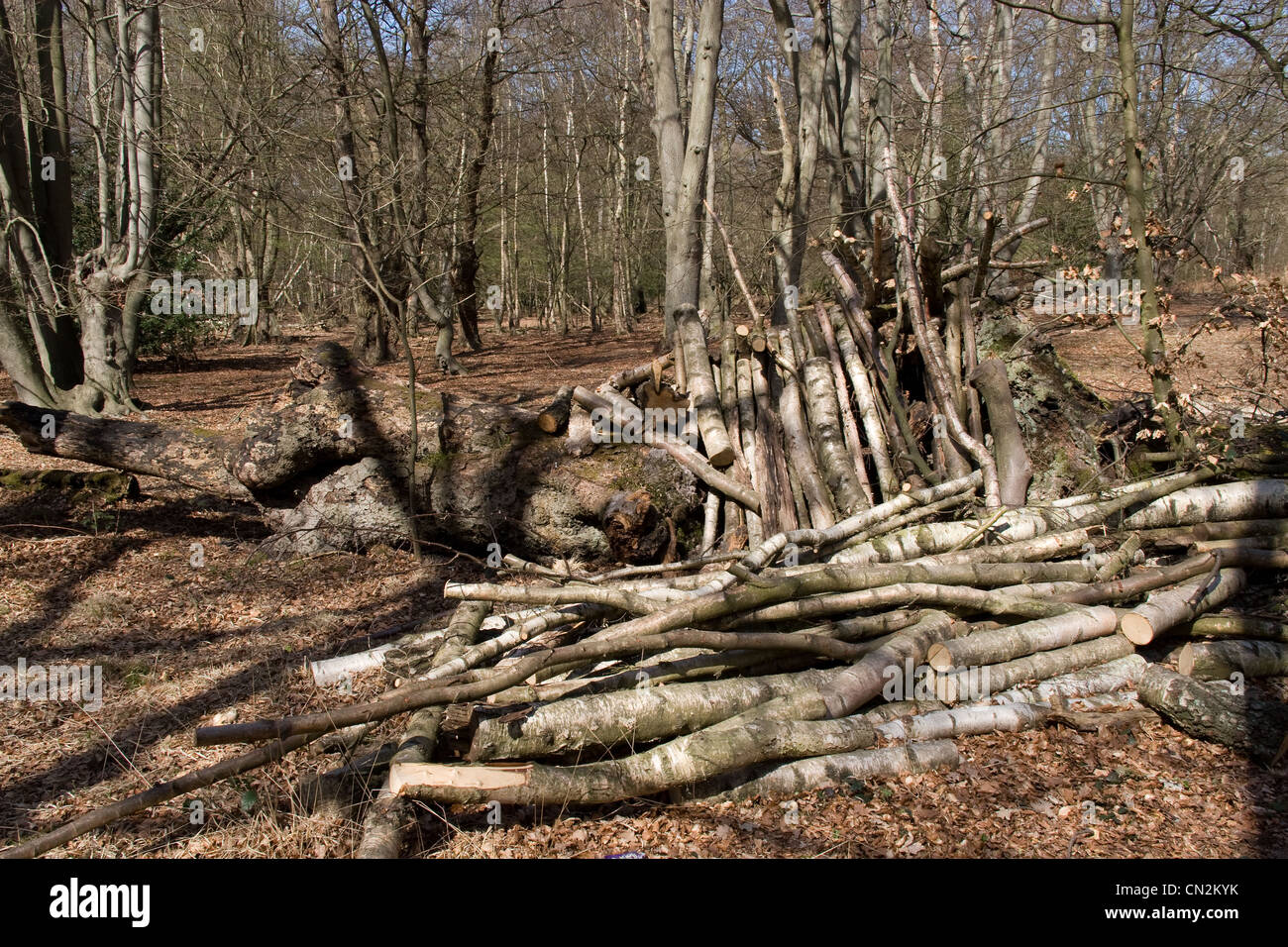 Epping Forest ancient trees royal woodland Stock Photo - Alamy