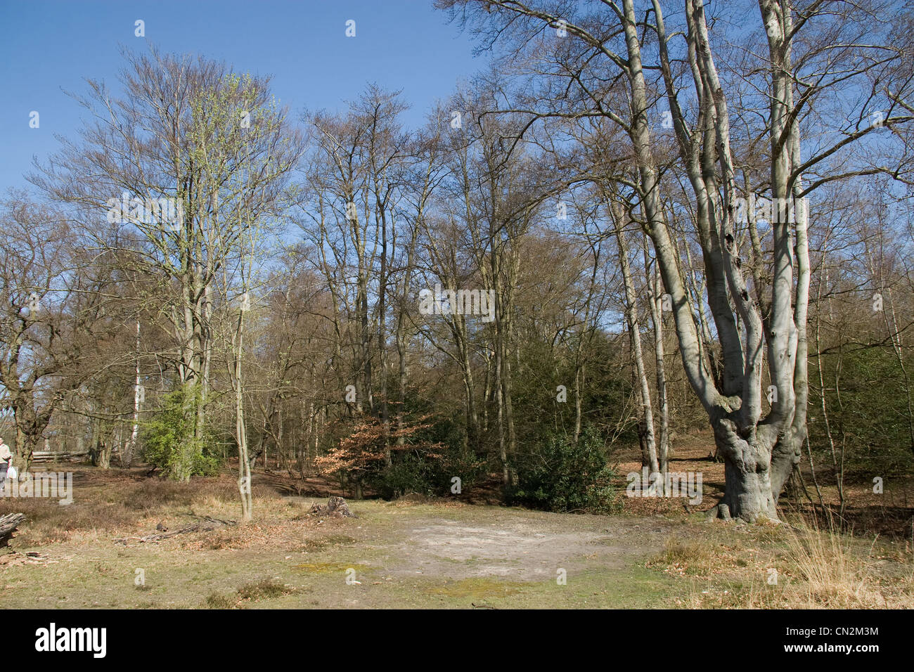 Epping Forest ancient trees royal woodland Stock Photo - Alamy