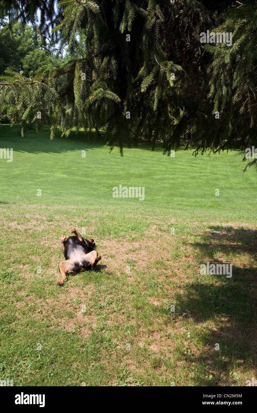 Dog rolling on grass Stock Photo - Alamy
