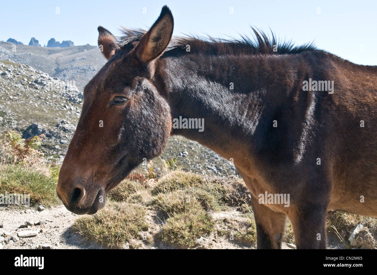 A wild horse grazes on the plateau Coscione, in the Alta Rocca region ...