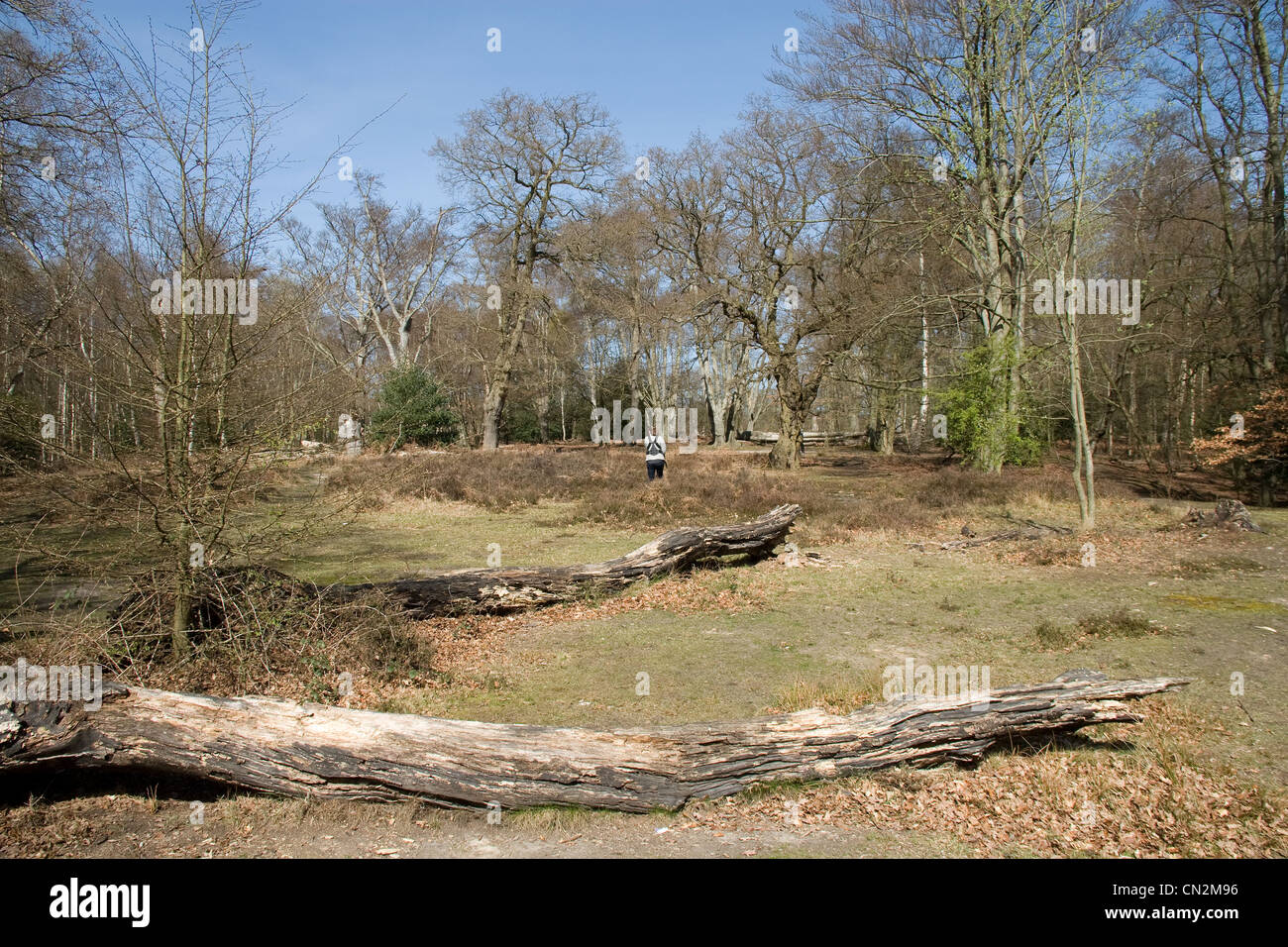 Epping Forest ancient trees royal woodland Stock Photo - Alamy