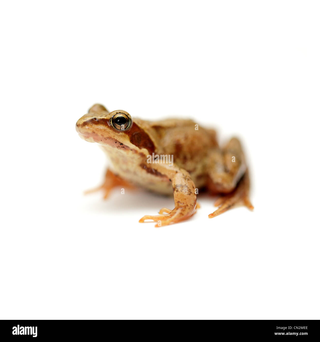 Toad shot Cut Out Stock Images & Pictures - Alamy