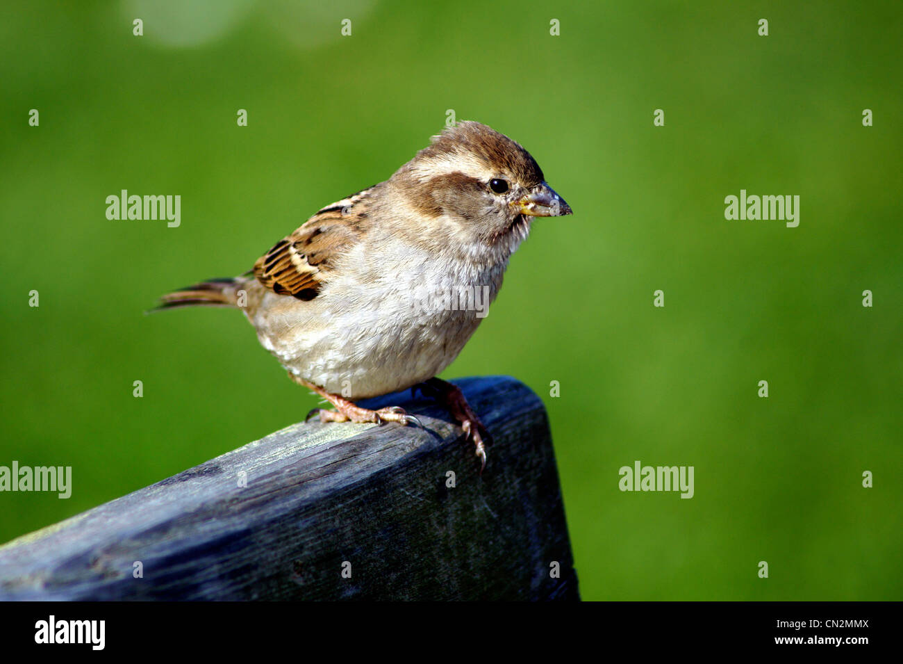 Hedge sparrow nest uk hi-res stock photography and images - Alamy