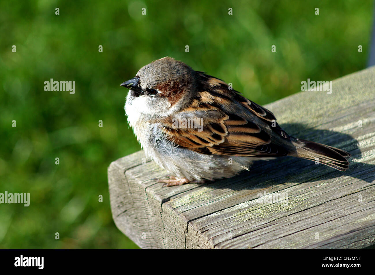 Flock tree sparrow uk hi-res stock photography and images - Alamy